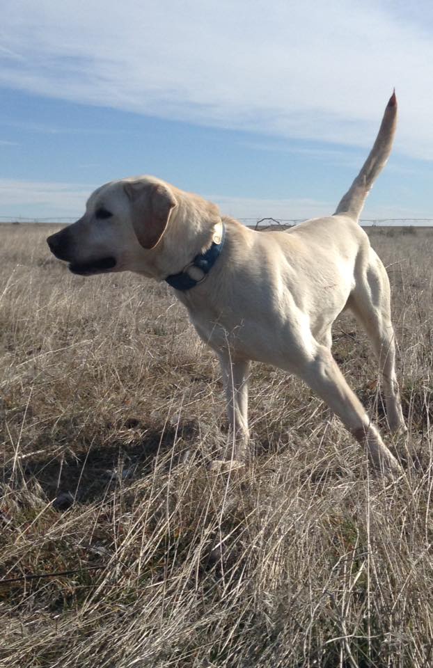 Columbia Basin Pointing Labrador Club | Promote the versatility of the ...