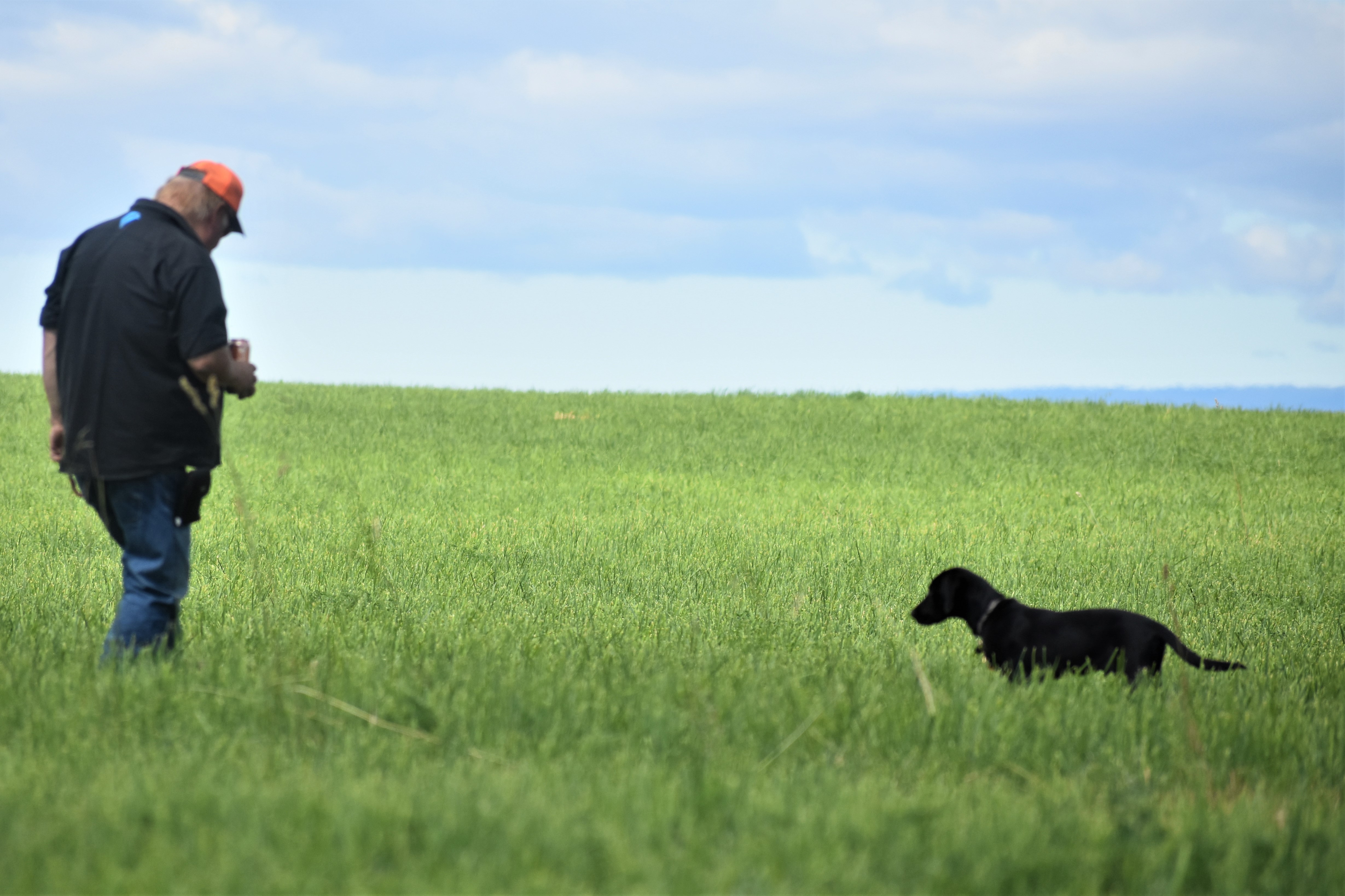 Events | Columbia Basin Pointing Labrador Club